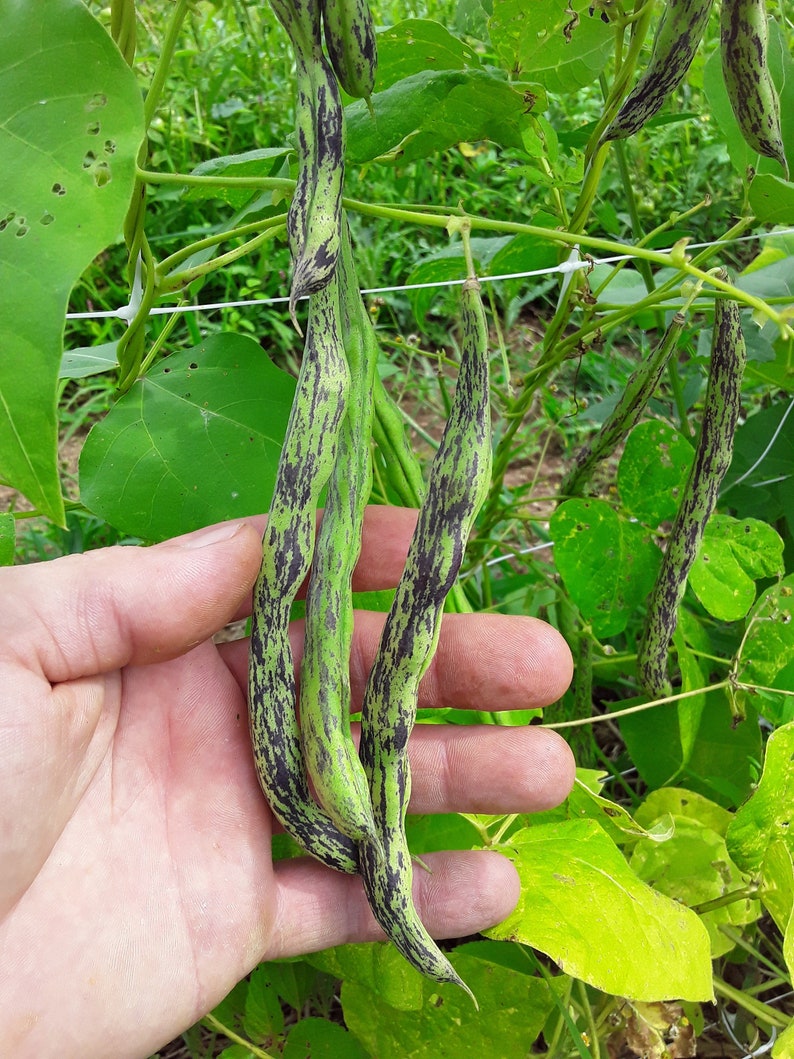 Rattlesnake Pole Bean 30 Seeds - Etsy