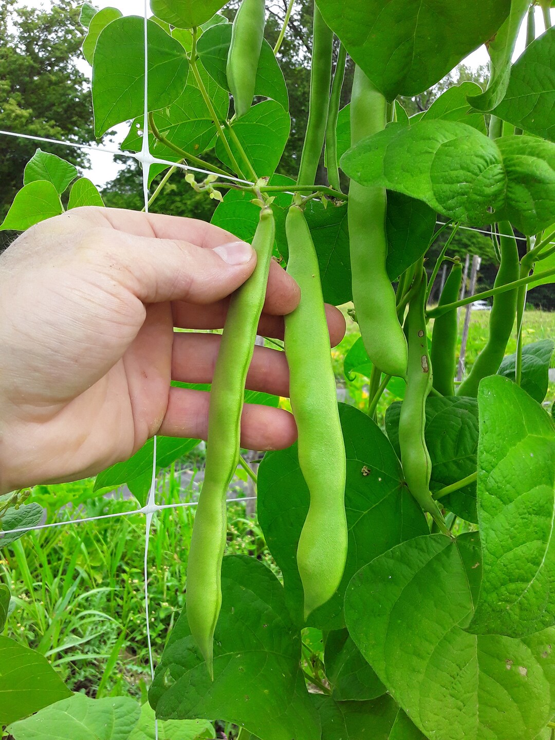 Super Marconi Heirloom Romano Pole Bean Seeds (30 Seeds) - Etsy