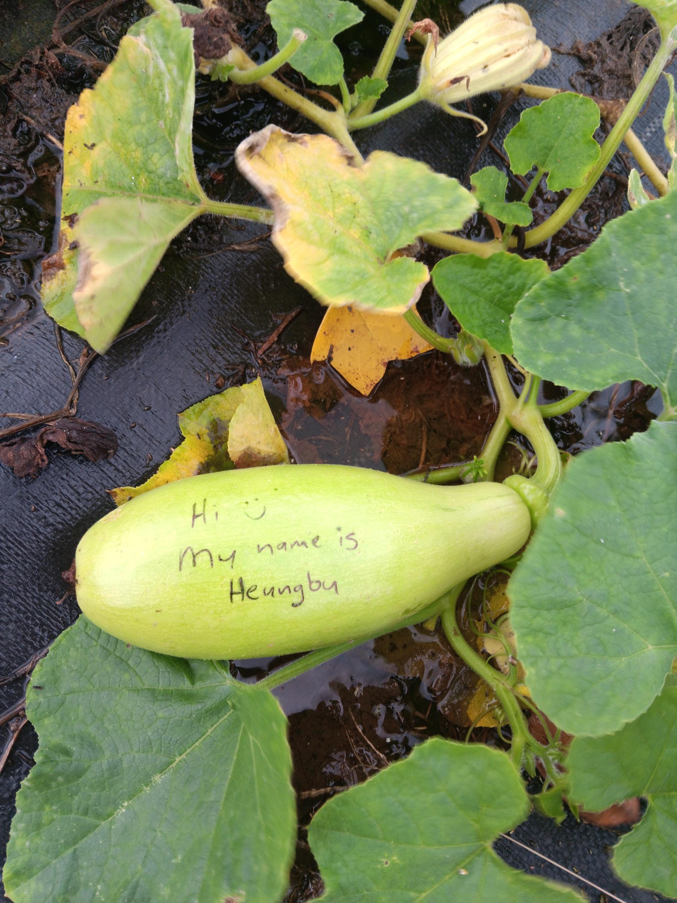 Heungbu Summer Squash Seeds (korean "aehobak" 애호박) C. Moschata Vine ...