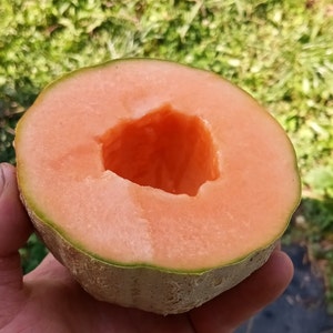 Golden Gopher Melon Seeds Open-pollinated (cucumis Melo) Muskmelon - Etsy