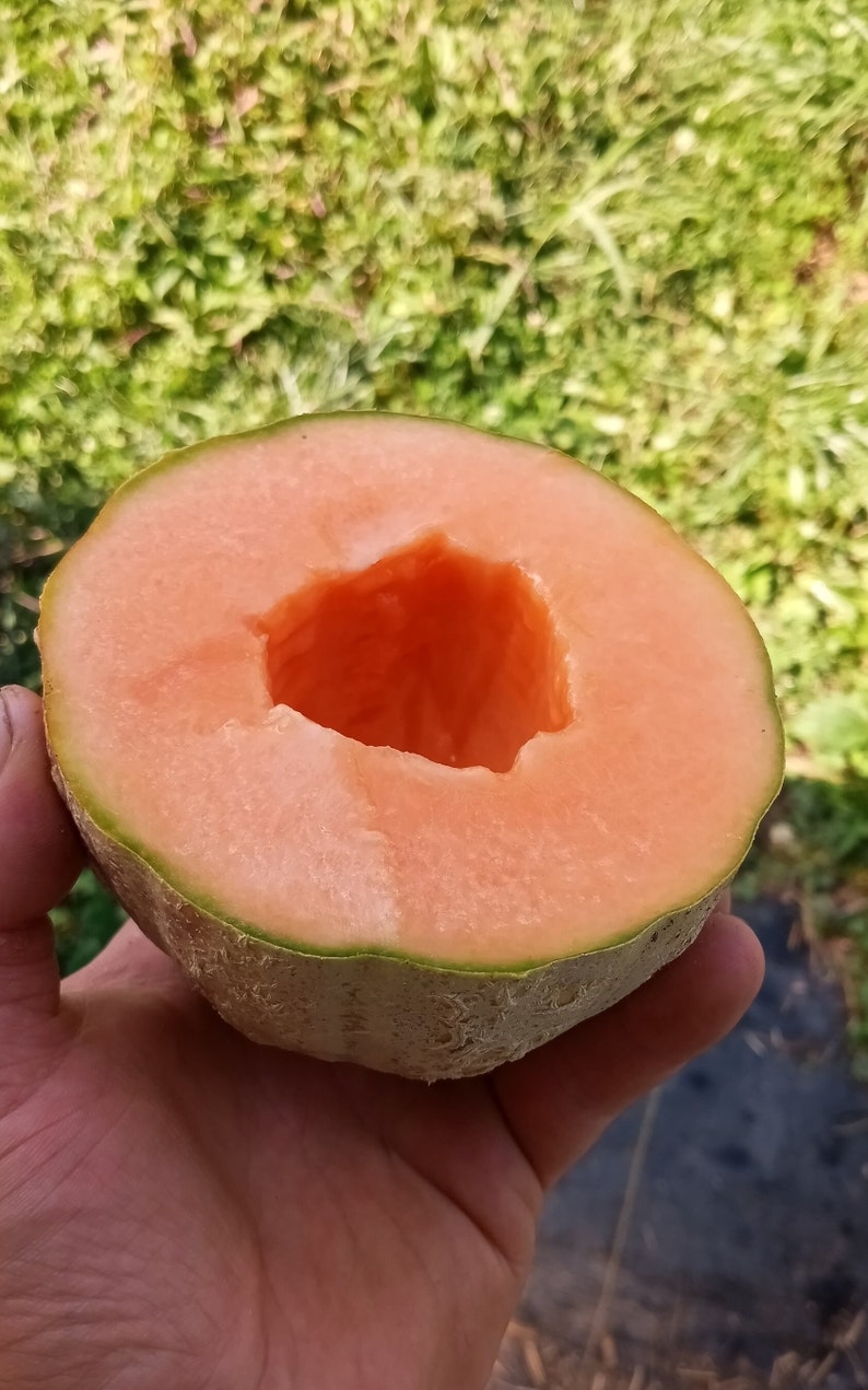 Golden Gopher Melon Seeds Open-pollinated (cucumis Melo) Muskmelon - Etsy