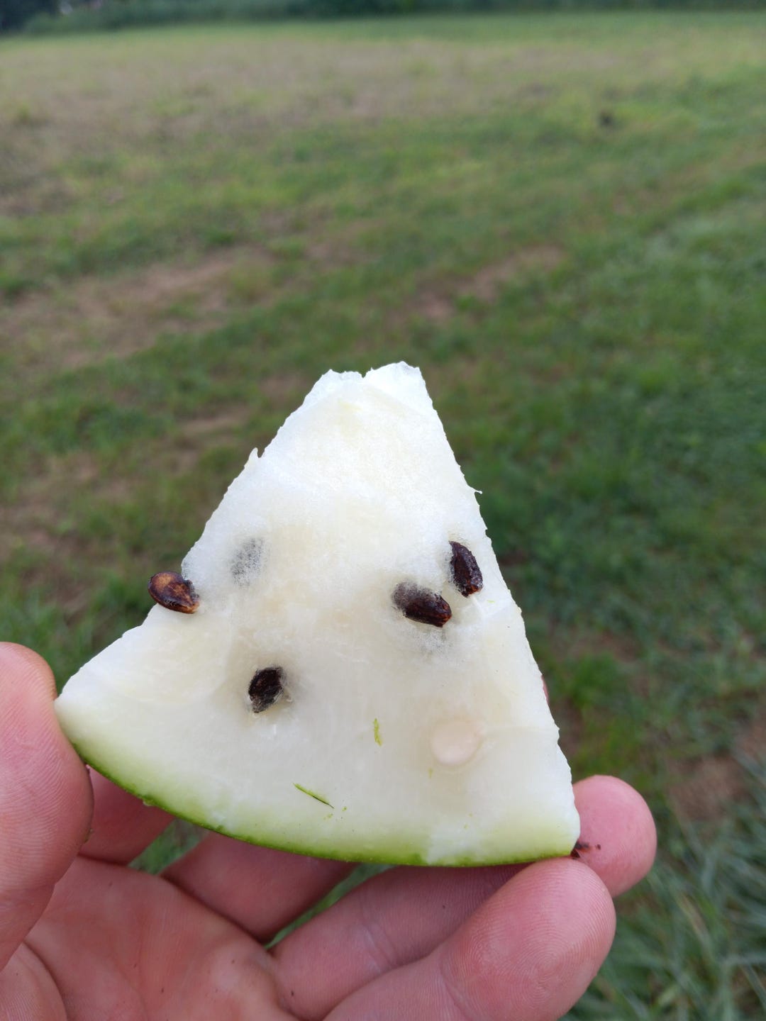 White Wonder Heirloom Watermelon (30 Seeds) - Etsy
