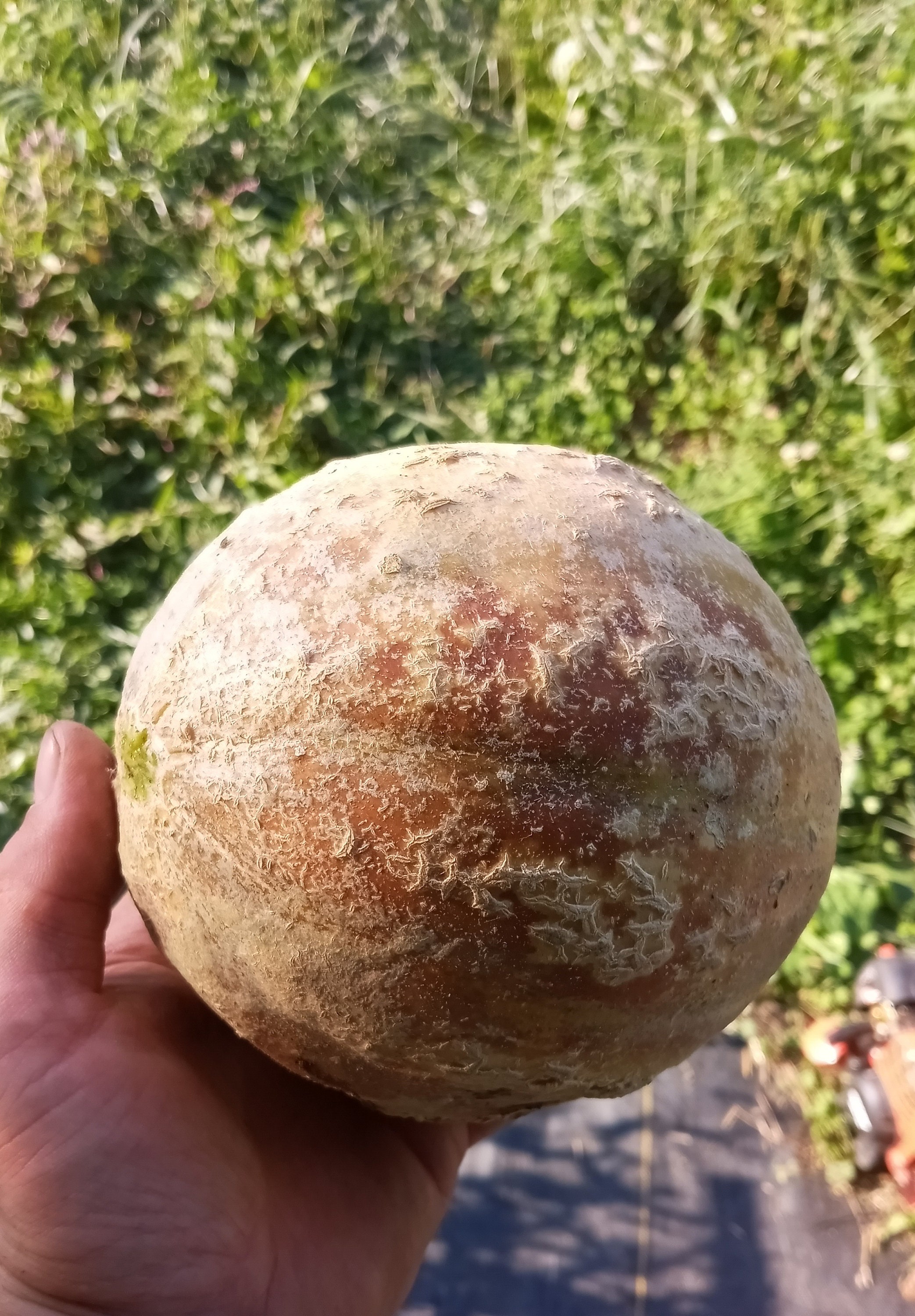 Golden Gopher Melon Seeds Open-pollinated cucumis Melo - Etsy