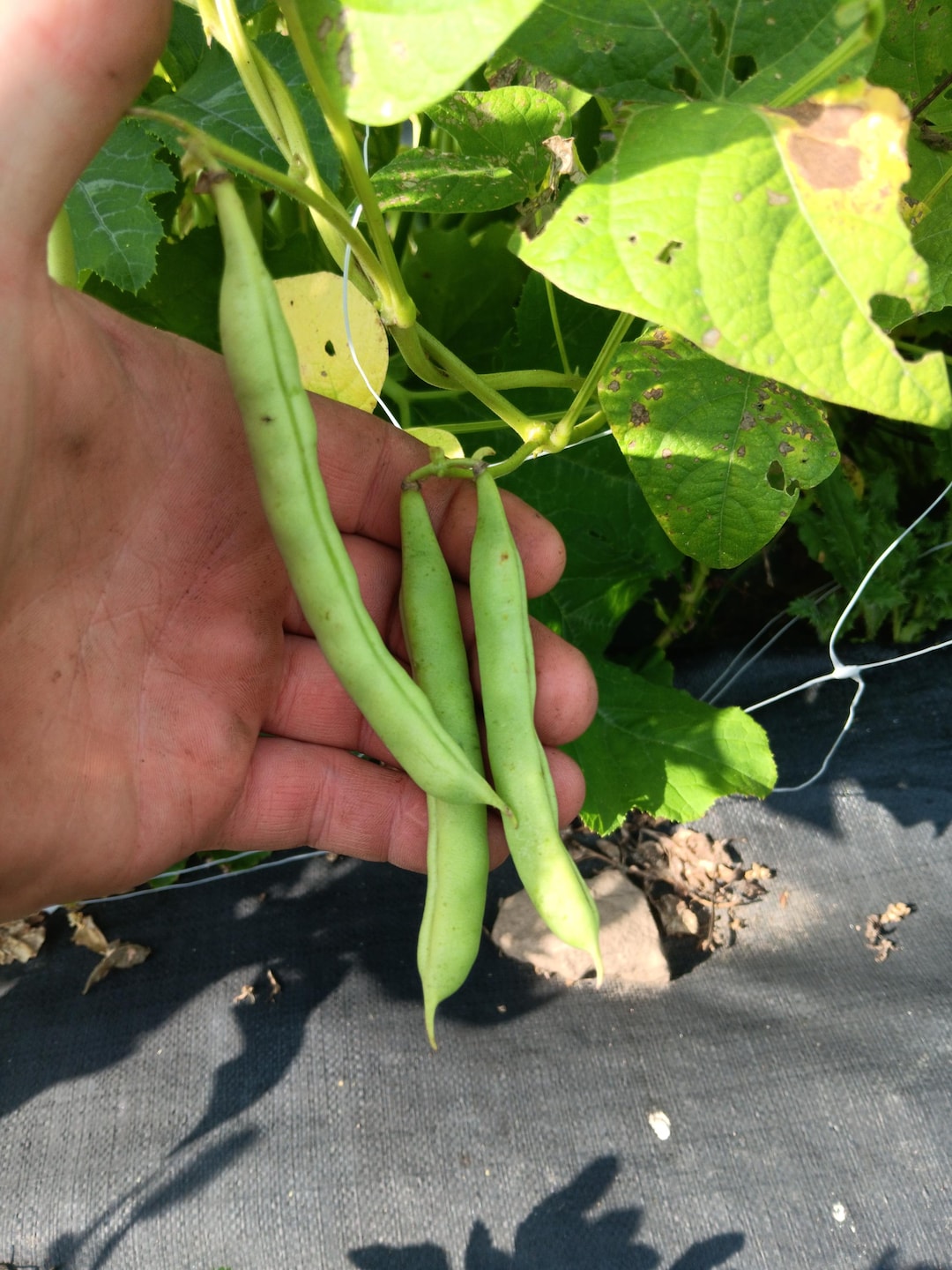 Volunteer Half-runner Bean (30 Seeds) - Etsy