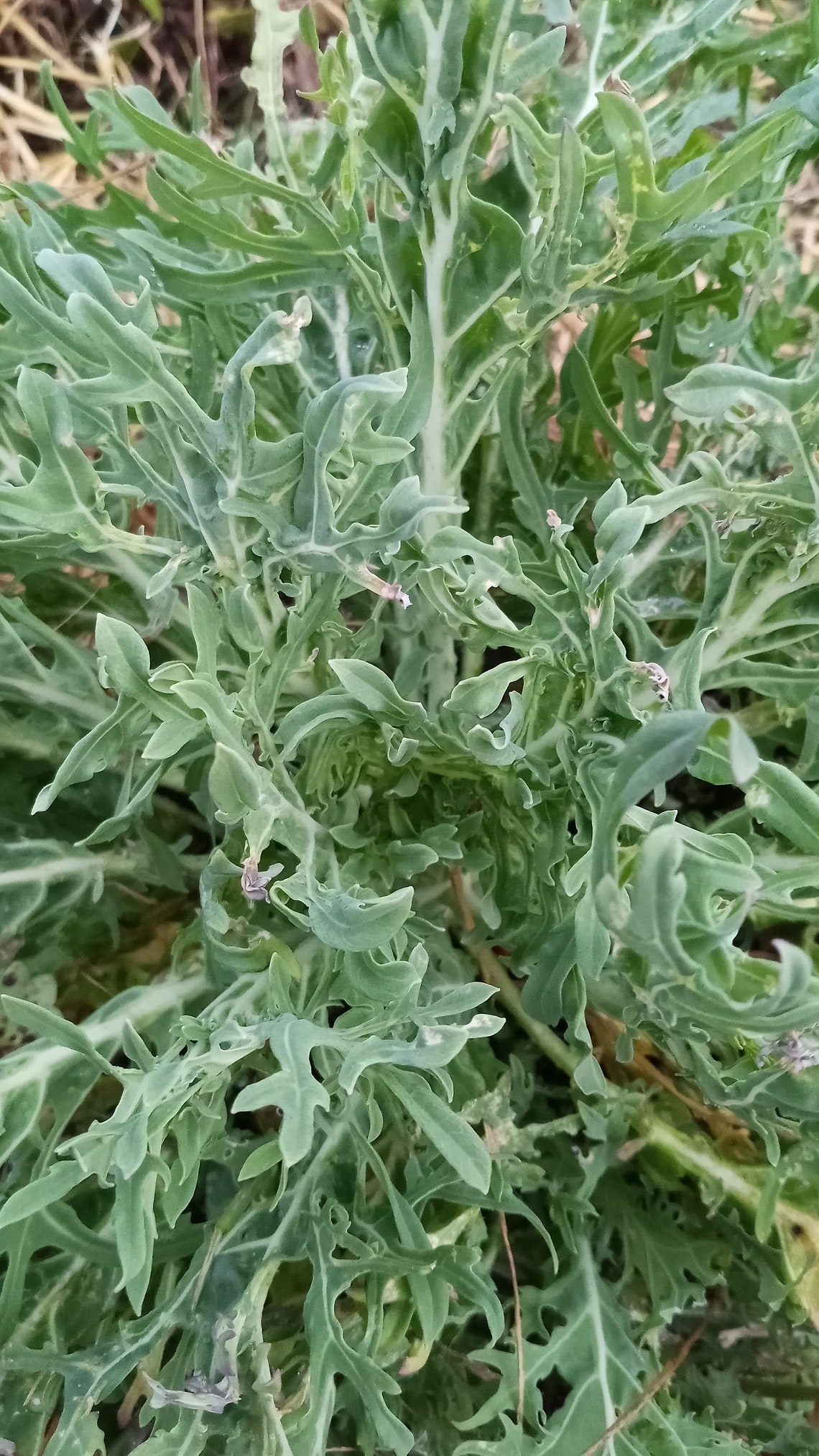 Hen Peck Heirloom Collards Seeds - Etsy