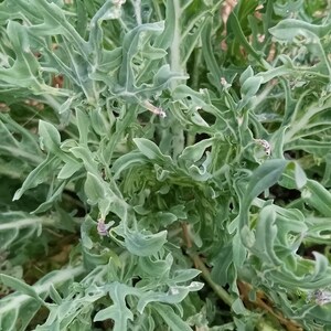 Hen Peck Heirloom Collards Seeds - Etsy