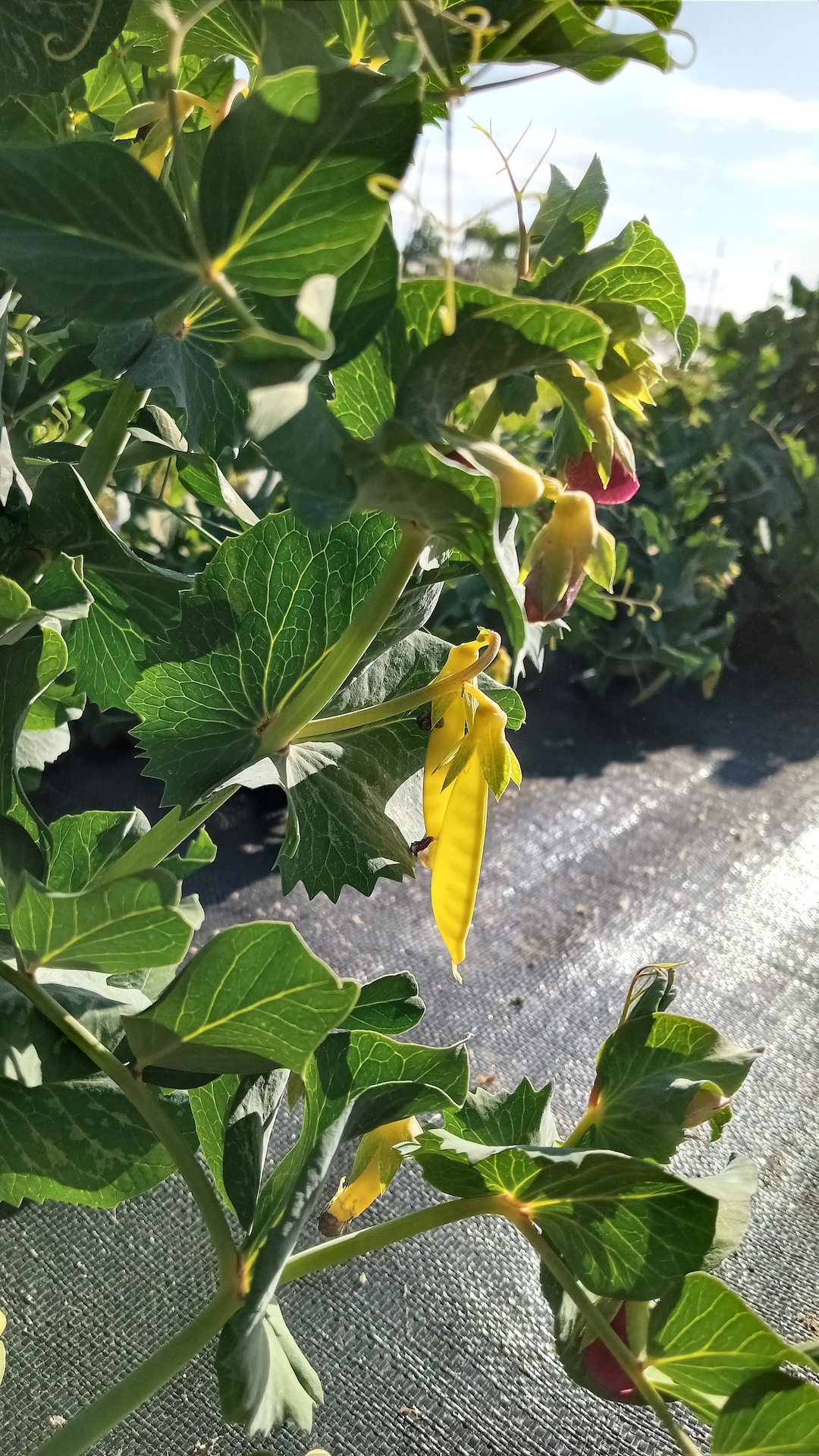 Honey Snap II Pea (pisum Sativum) 1 Oz Seeds - Etsy