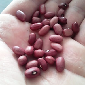 Pink Half-runner Bean (30 Seeds) - Etsy
