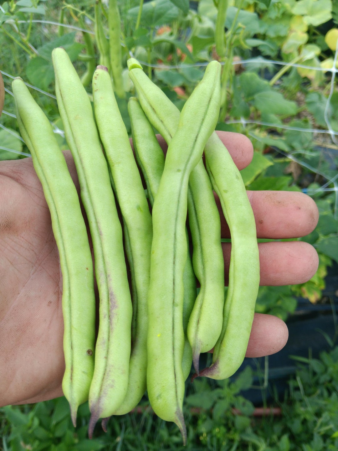 Blue-tip Half-runner Heirloom Bean Seeds (30 Seeds) - Etsy