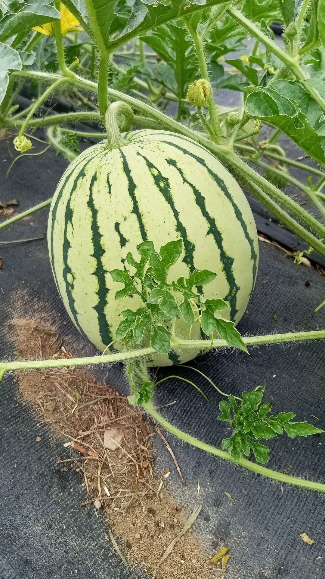Early Moonbeam Watermelon (citrullus Lanatus) Open-pollinated (30 Seeds ...