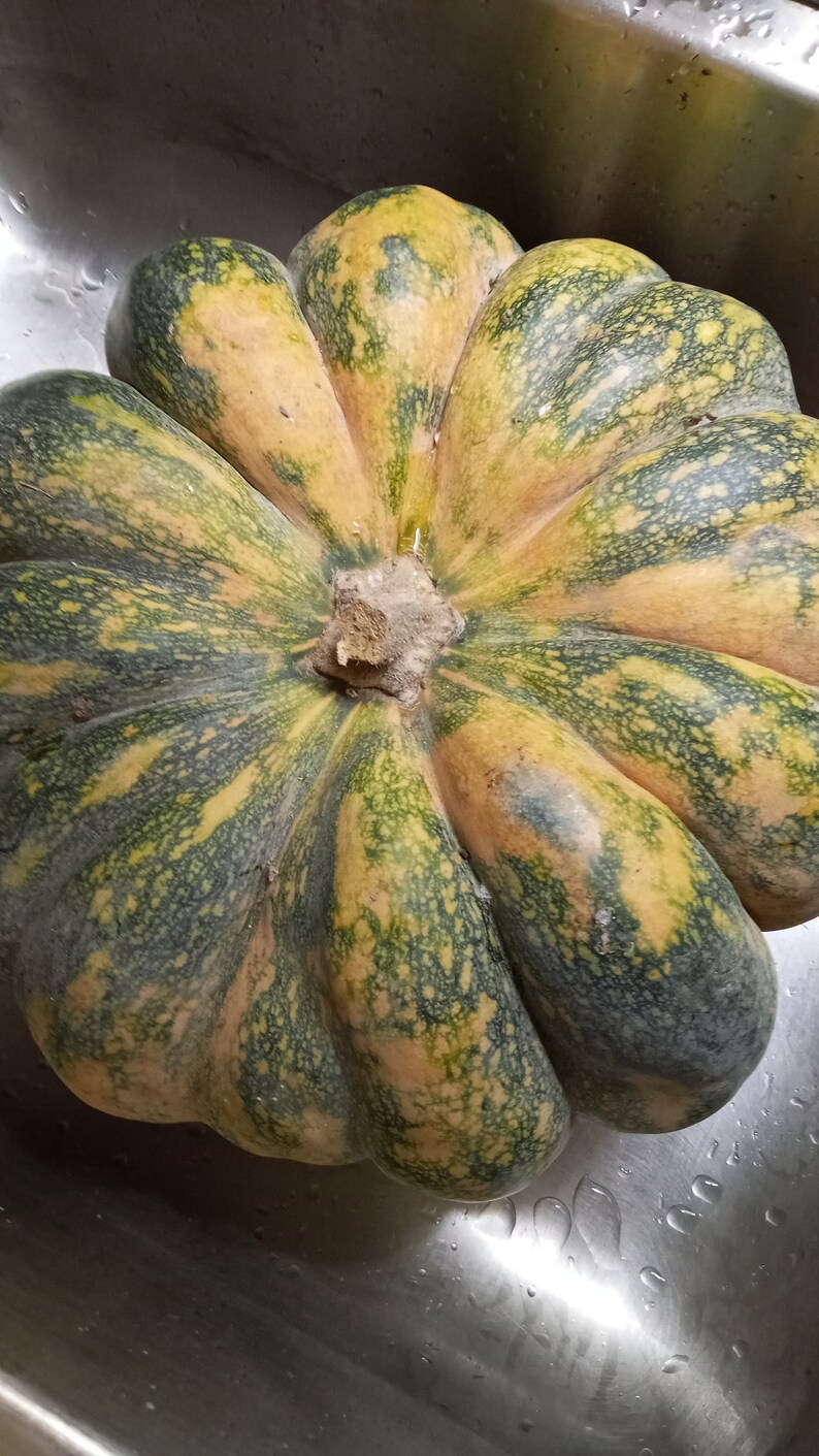 Ozark C. Moschata Grex Winter Squash - Insect-resistant Open-pollinated ...