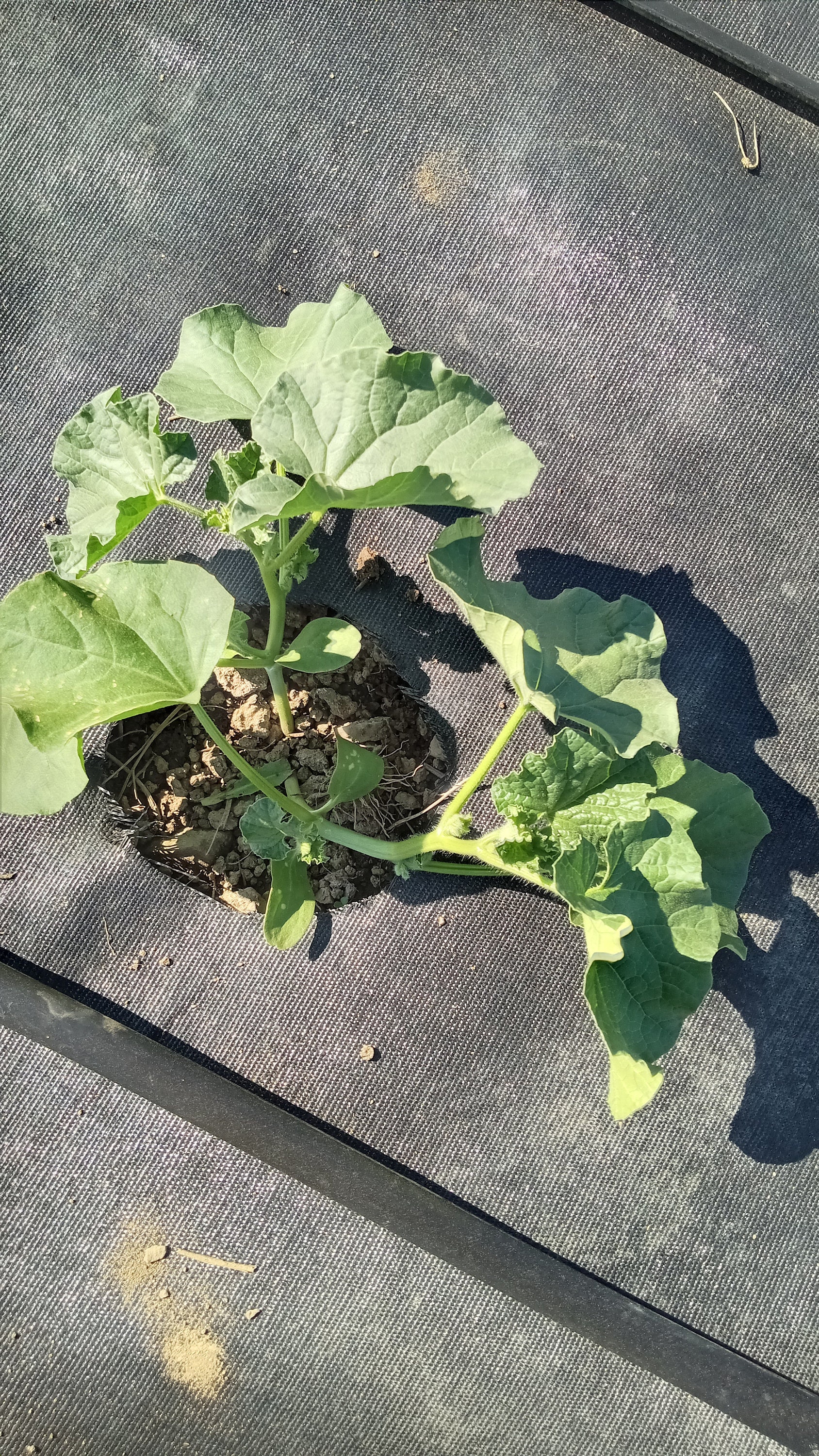 Golden Gopher Melon Seeds Open-pollinated cucumis Melo - Etsy