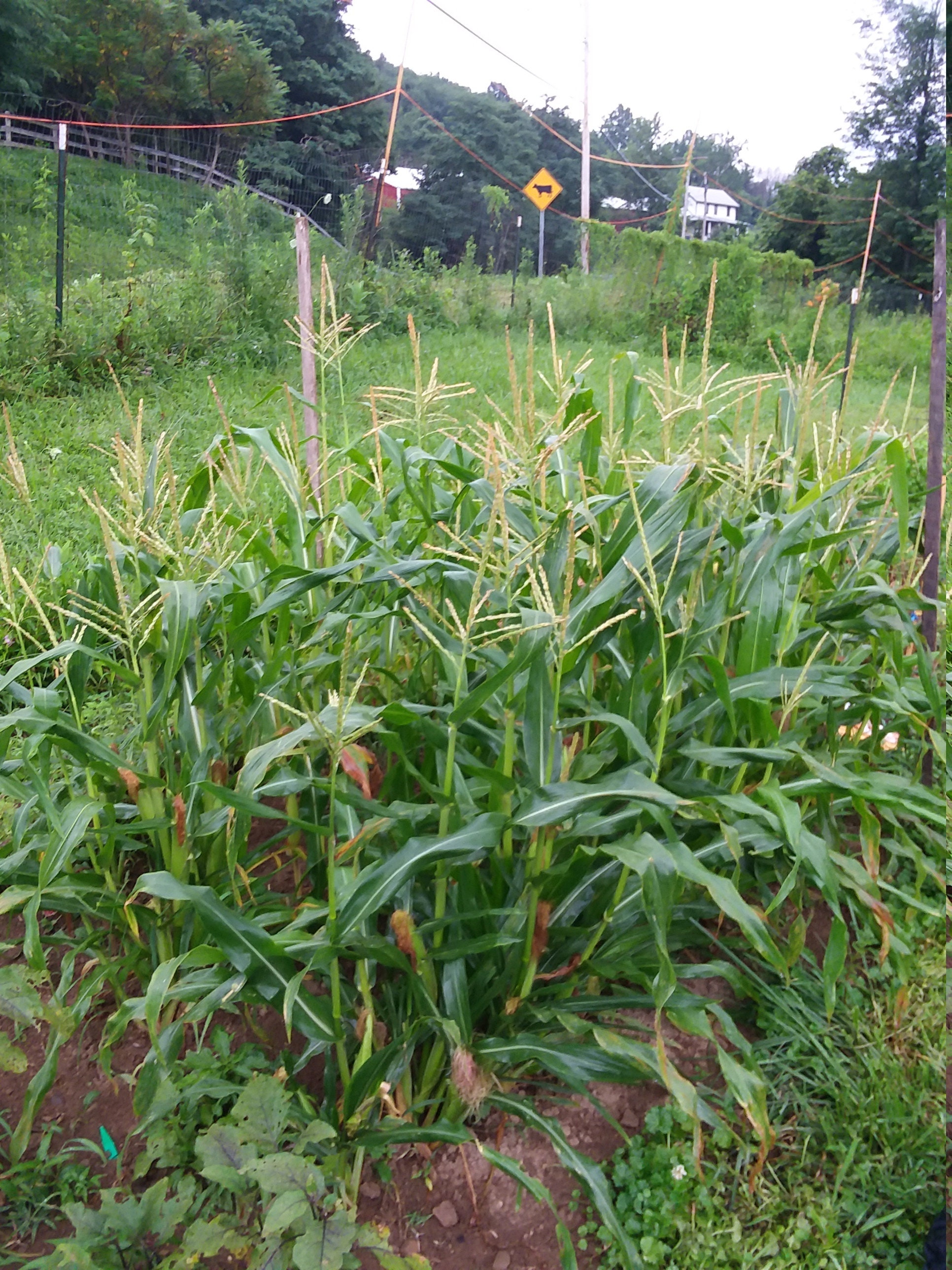 Blue Jade Dwarf Sweet Corn 75 Seeds - Etsy