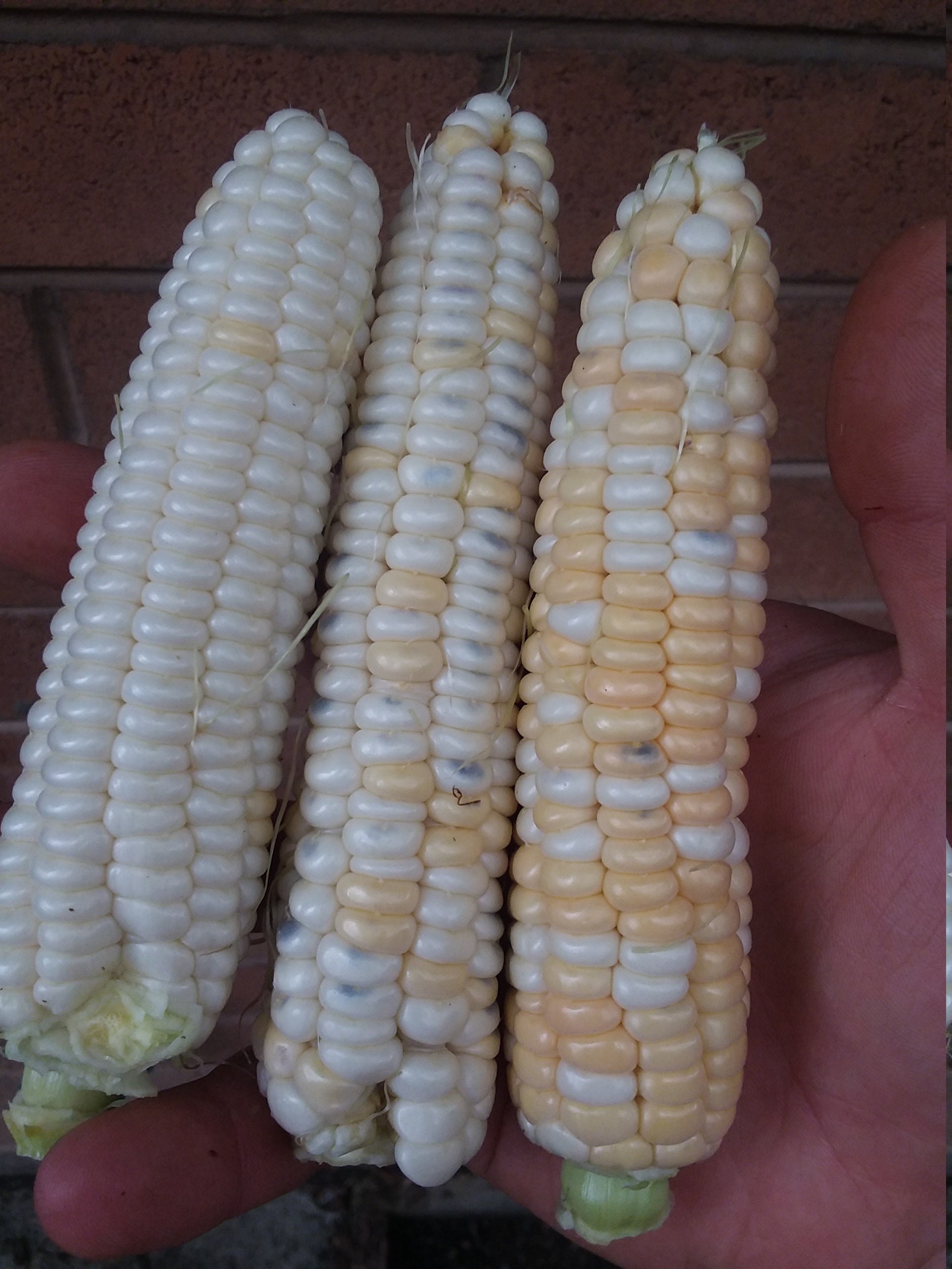 Blue Jade Dwarf Sweet Corn 75 Seeds - Etsy