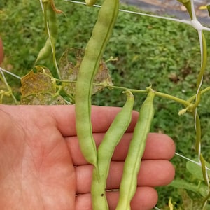 Davidson Cornfield Bean Heirloom Seeds (30 Seeds) - Etsy