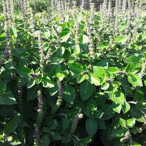 Tulsi (holy Basil) - Temperate (ocimum Africanum) (~300 Seeds) - Etsy