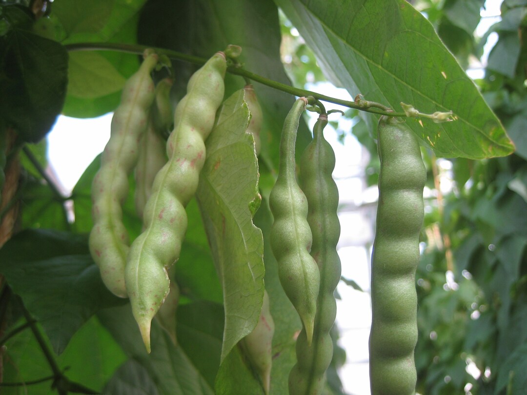 Small Speckled Greasy Cut-short Bean - Etsy
