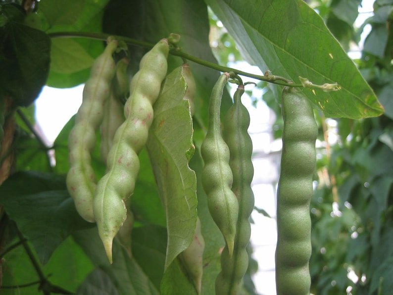 Small Speckled Greasy Cut-short Bean - Etsy