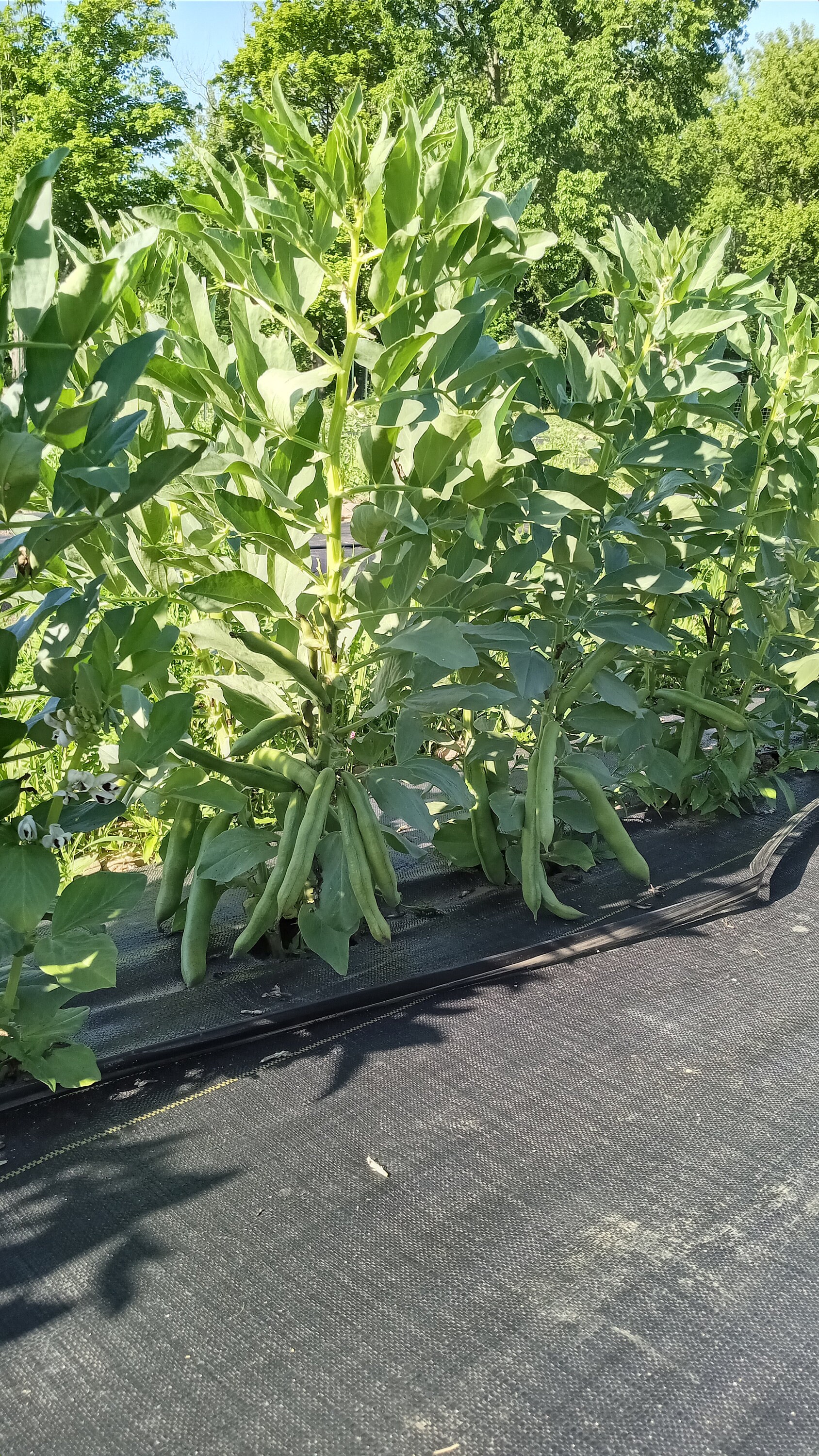 Vroma Fava Bean broad Bean Vicia Faba 30 Seeds - Etsy