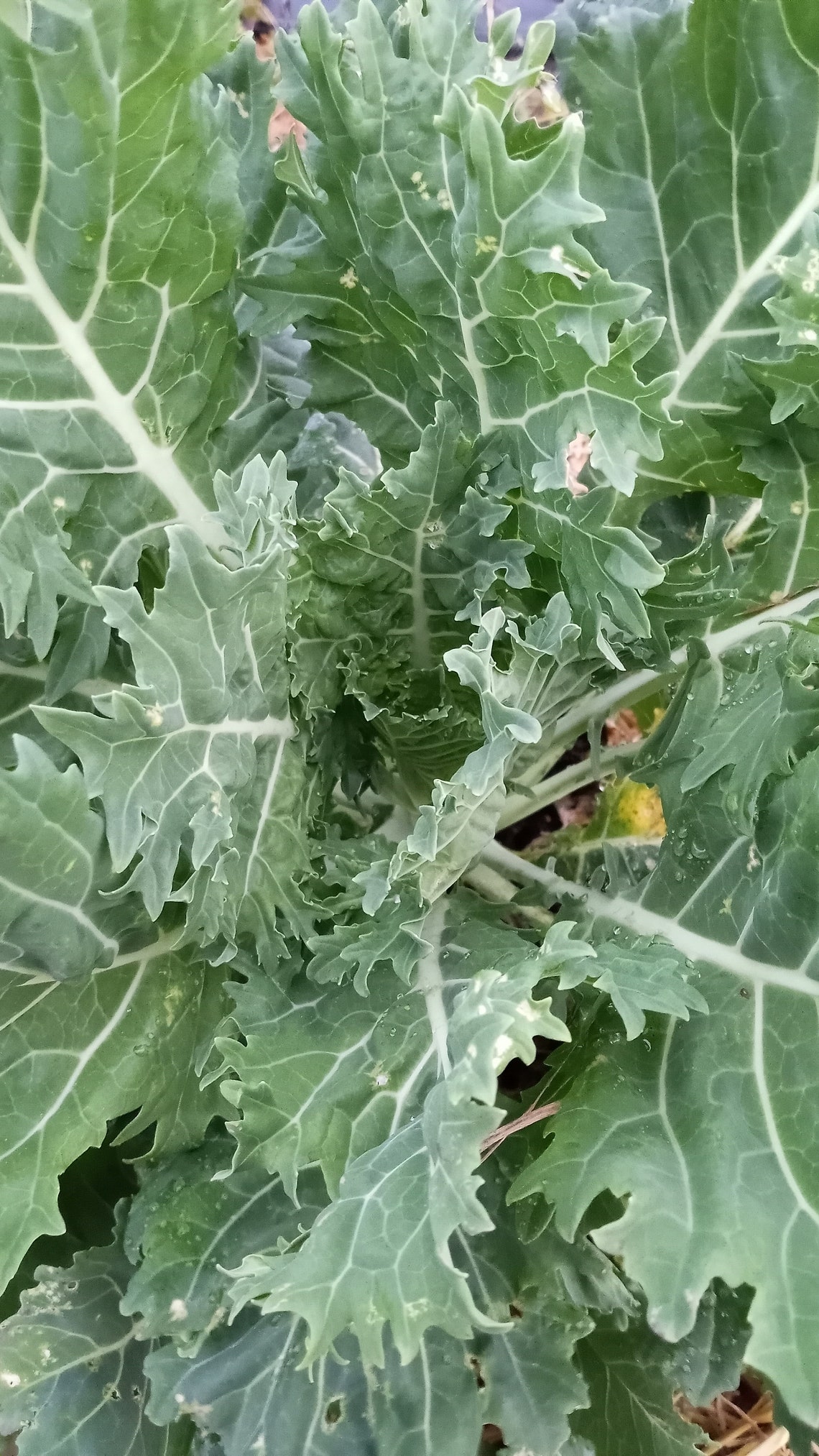 Hen Peck Heirloom Collards Seeds - Etsy