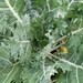 Hen Peck Heirloom Collards Seeds - Etsy
