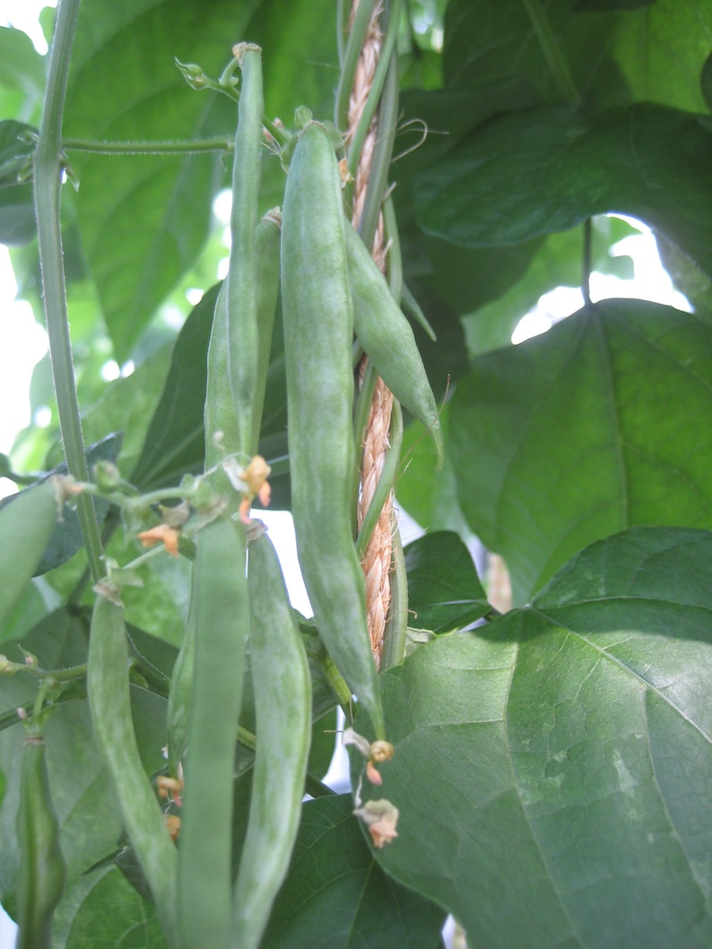 Small Speckled Greasy Cut-short Bean - Etsy