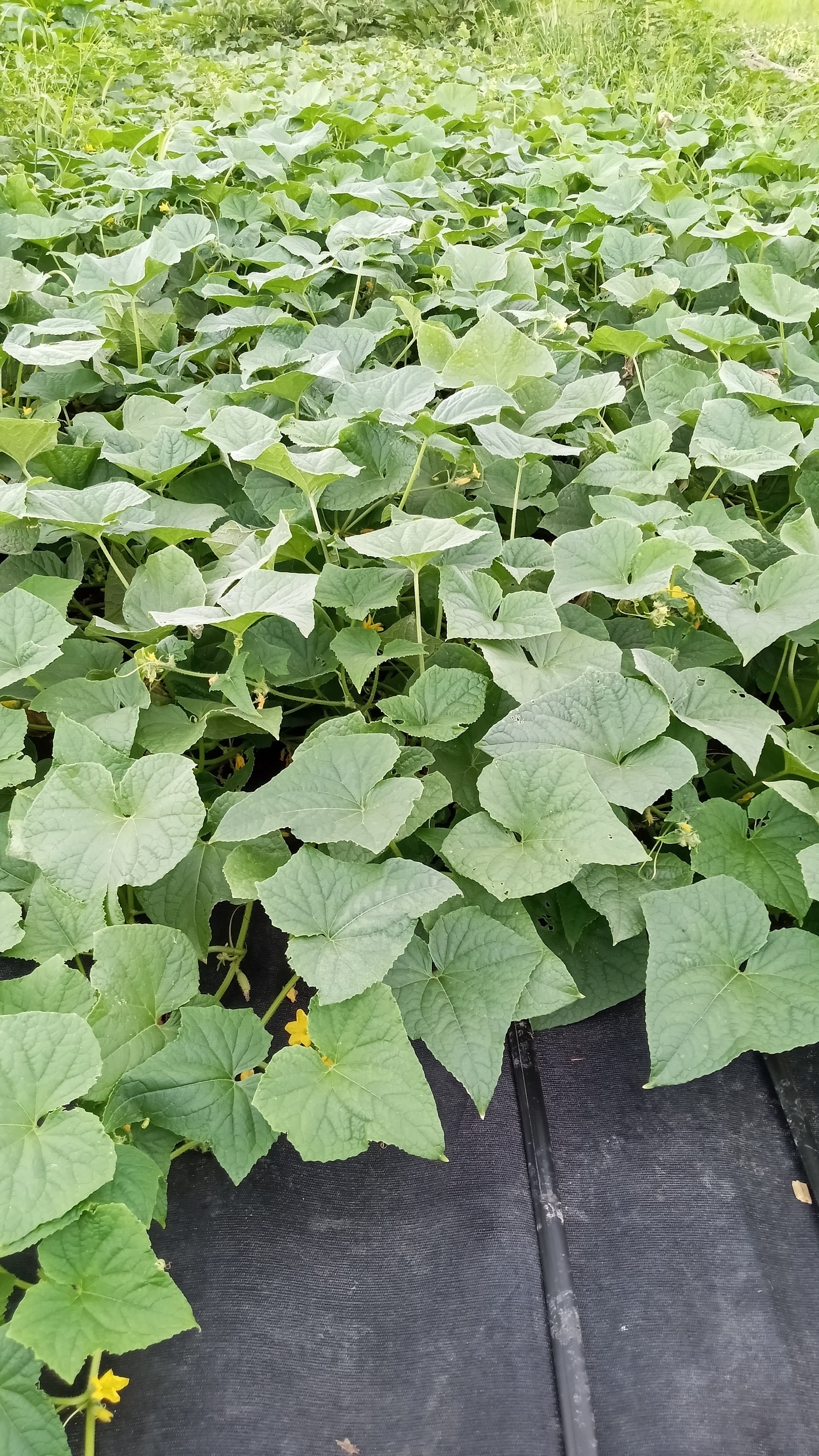 Sumter Pickling Cucumber Heirloom Seeds - Etsy