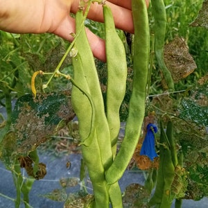 Helda Romano Flat Stringless Pole Bean (30 Seeds) - Etsy
