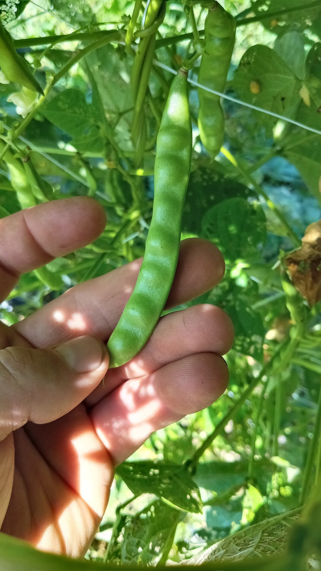 Doyce Chambers Greasy Cut-short Bean (30 Seeds) - Etsy