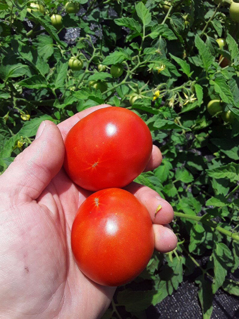 Mountain Princess Heirloom Tomato 30 Seeds - Etsy
