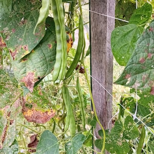 Pine Mountain Greasy Bean Heirloom (30 Seeds) - Etsy