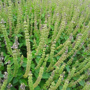 Tulsi (holy Basil) - Temperate (ocimum Africanum) (~300 Seeds) - Etsy