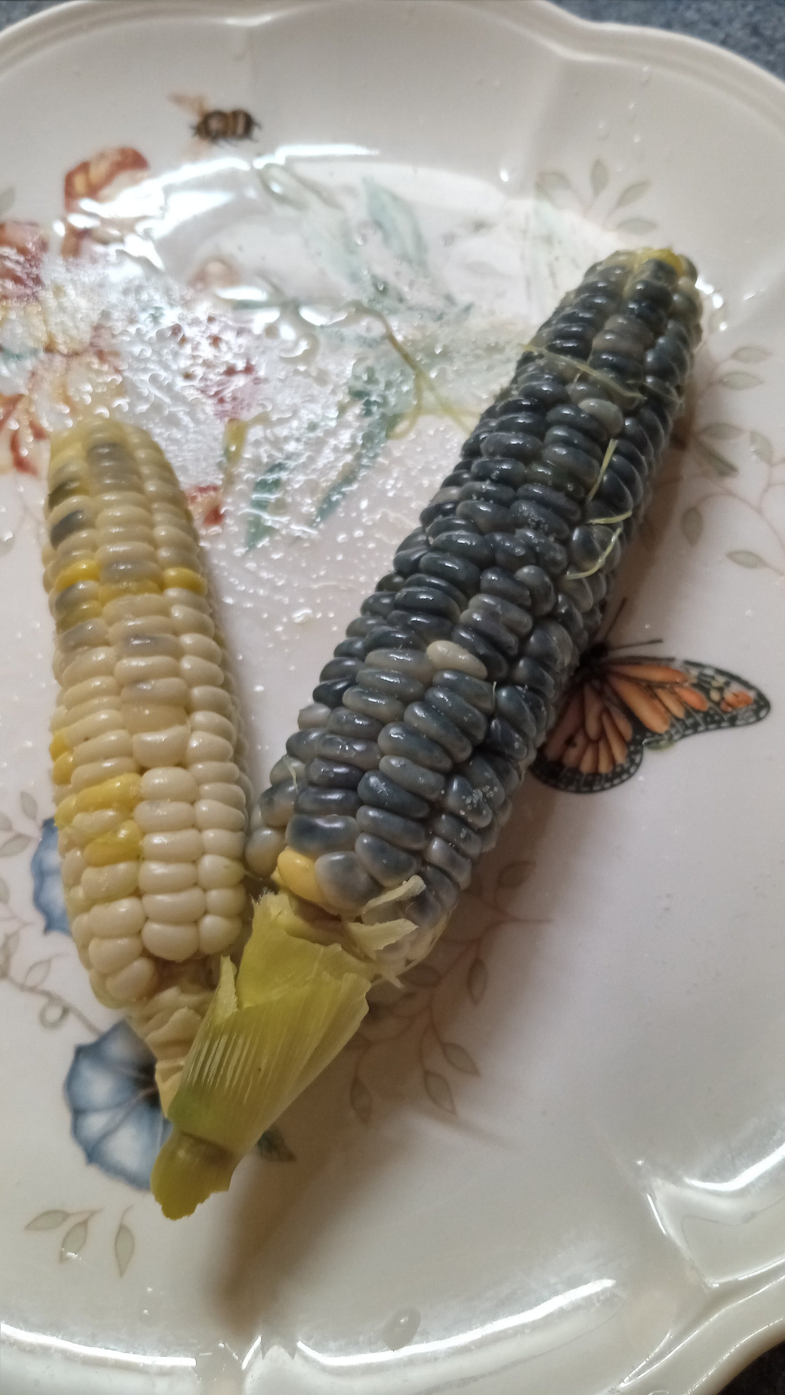 Blue Jade Dwarf Sweet Corn 75 Seeds - Etsy