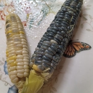 Blue Jade Dwarf Sweet Corn 75 Seeds - Etsy