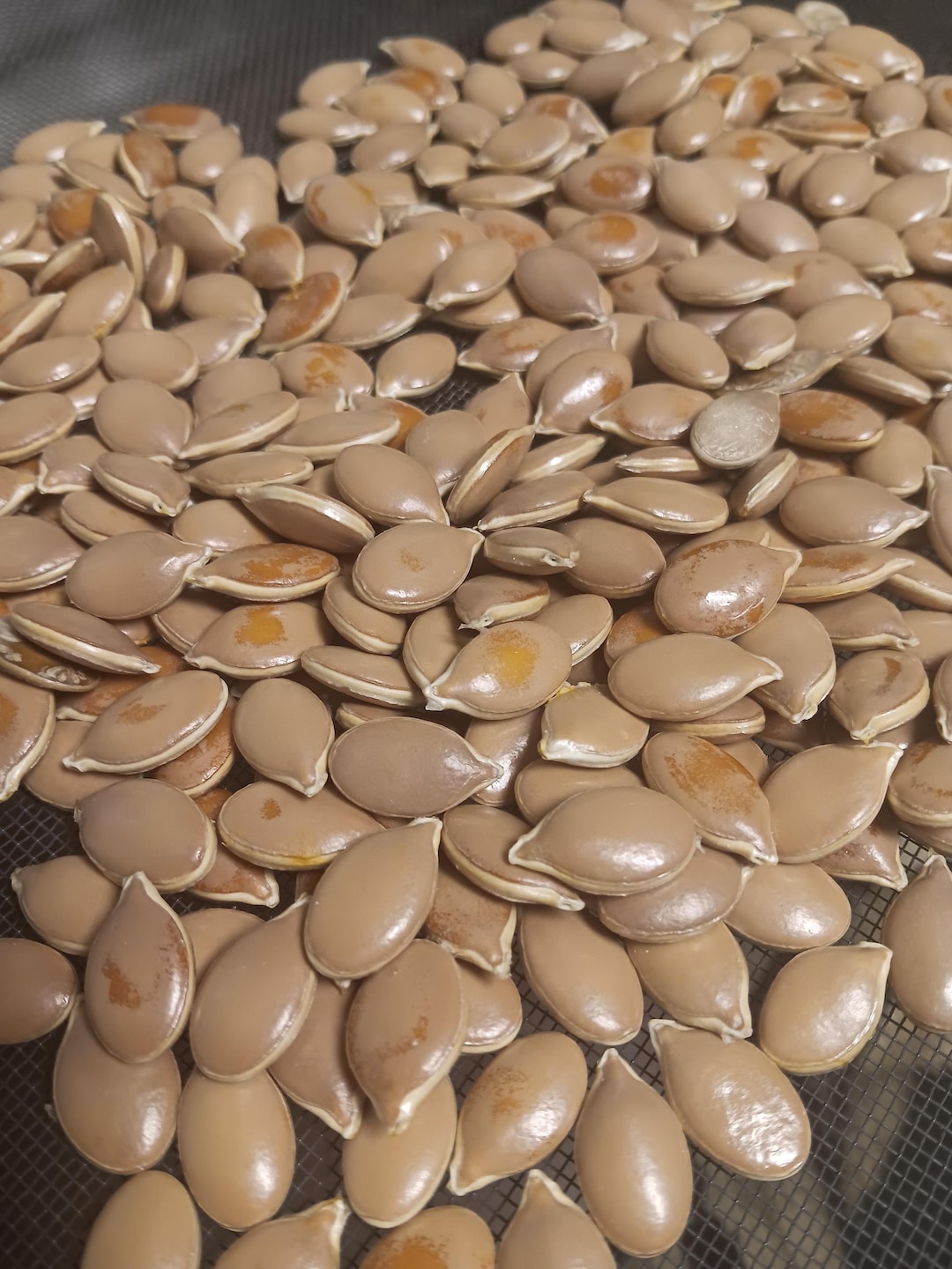 Long-keeper Desert Spirit C. Maxima 2 Year Storage (10 Seeds) - Etsy