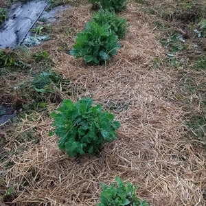 Hen Peck Heirloom Collards Seeds - Etsy