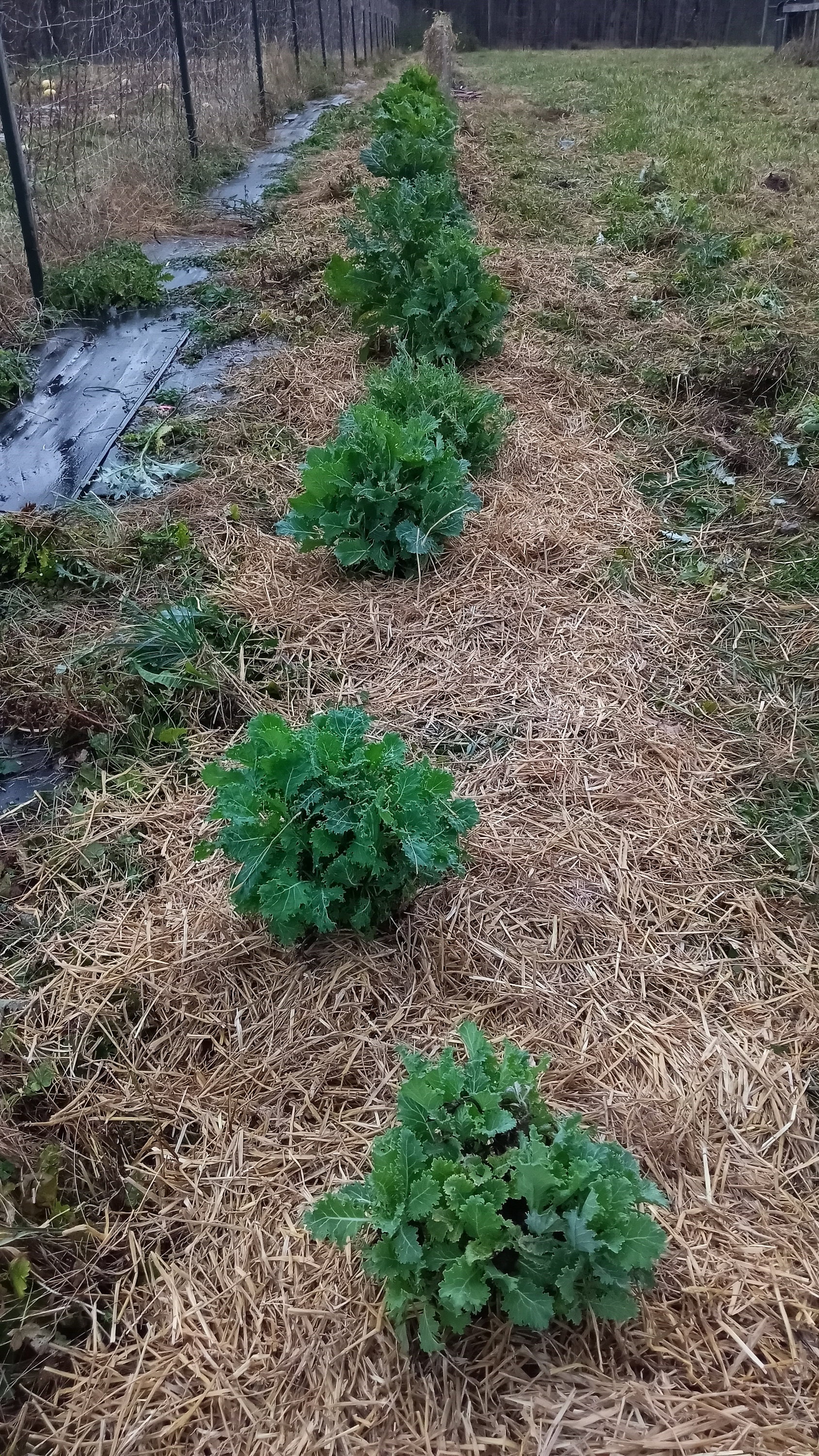 Hen Peck Heirloom Collards Seeds - Etsy