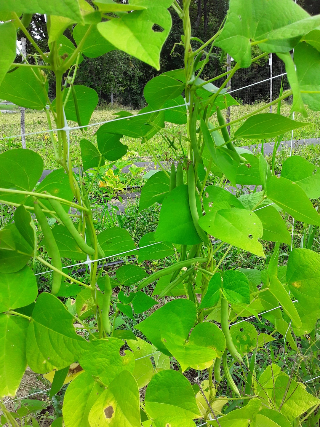 White Half-runner Heirloom Bean (non-tough Selection) - Etsy