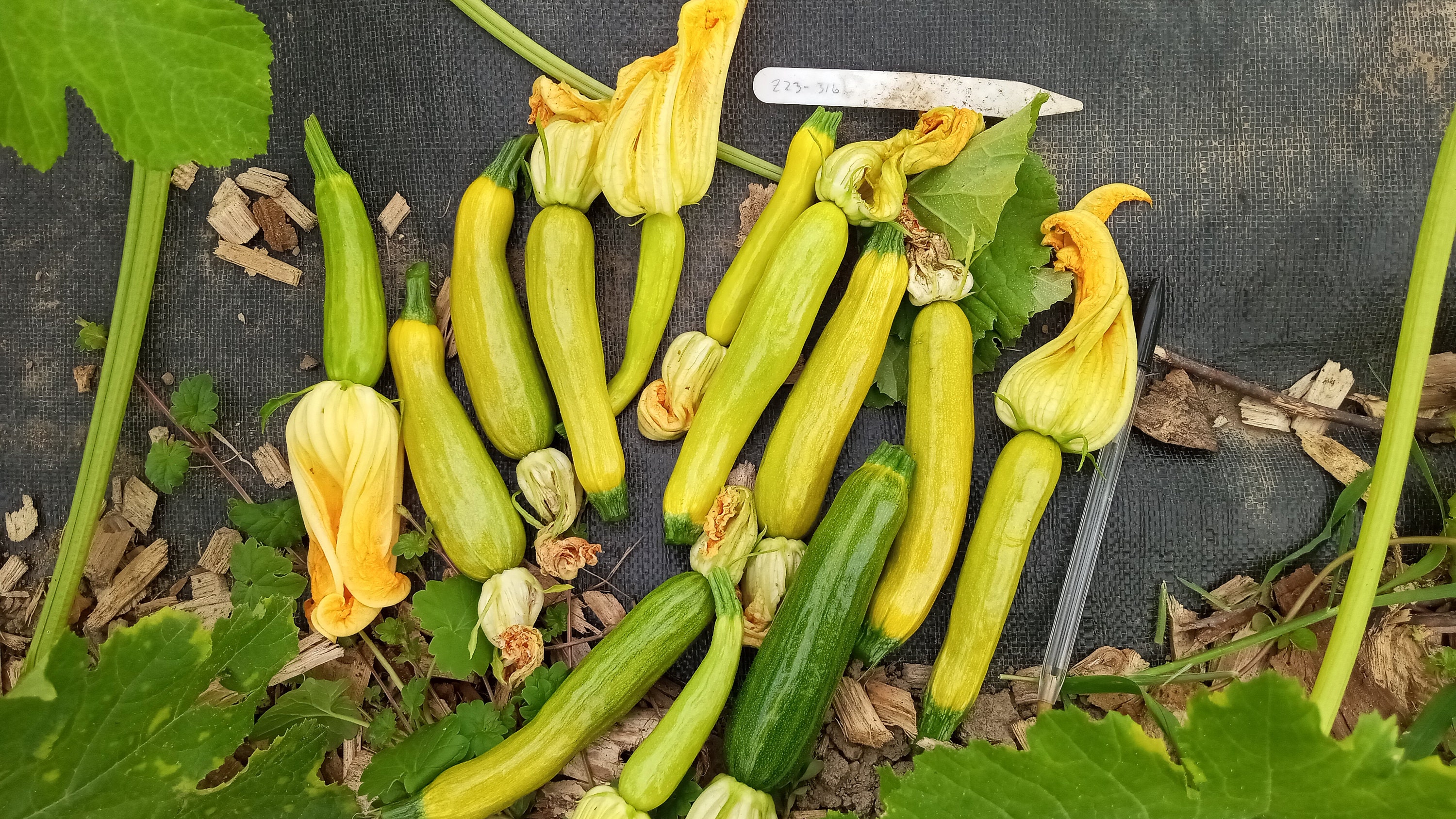 Glabrous Goodness Open-pollinated Zucchini Summer Squash Seeds - Etsy