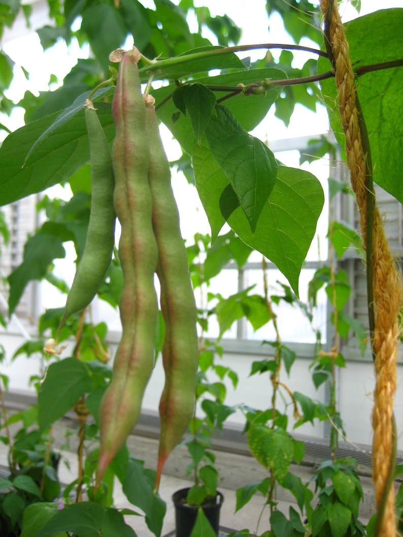 Pink Half-runner Bean 30 Seeds - Etsy