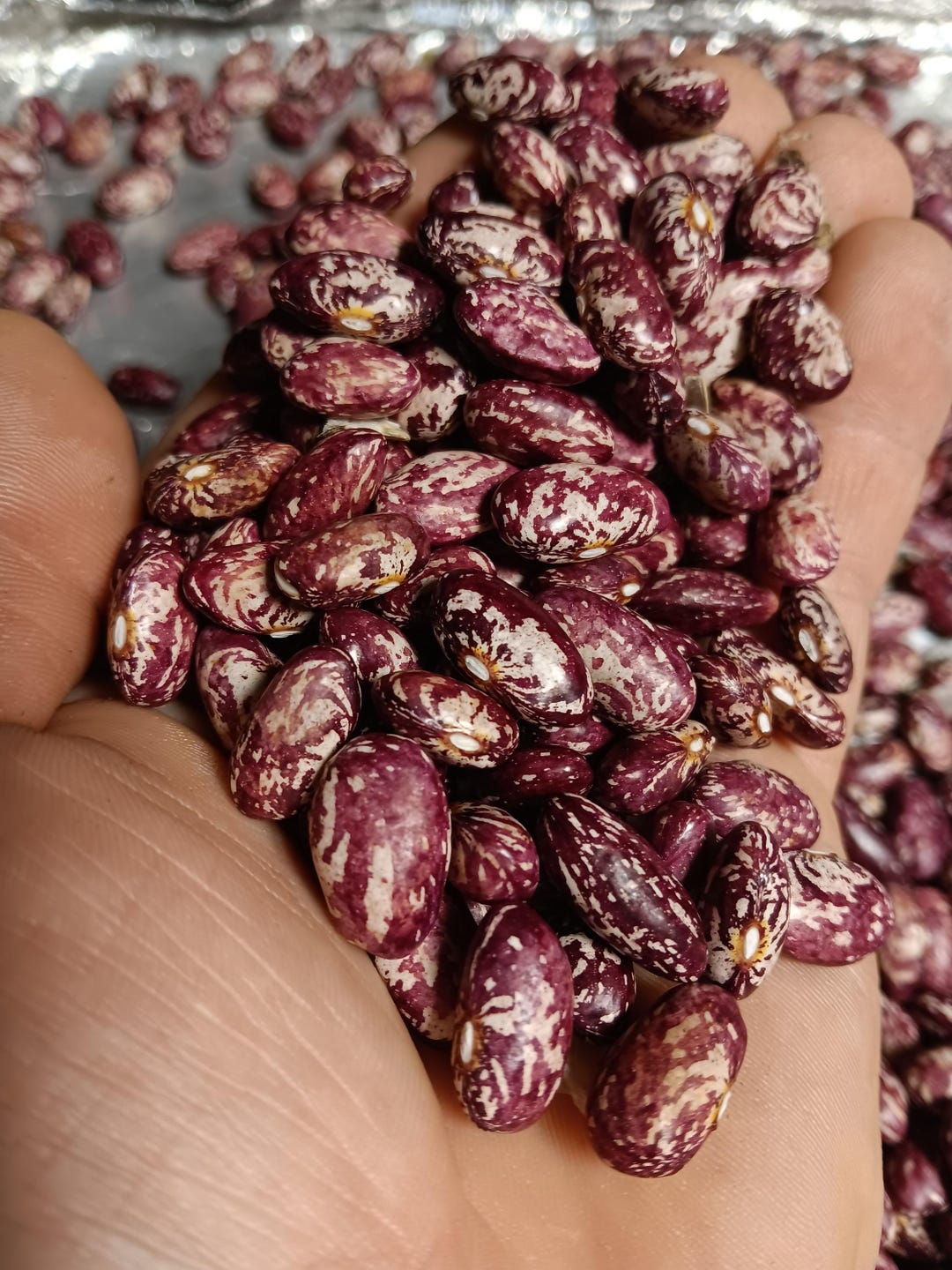 October Tough Hull Heirloom Bush Bean (30 Seeds) - Etsy