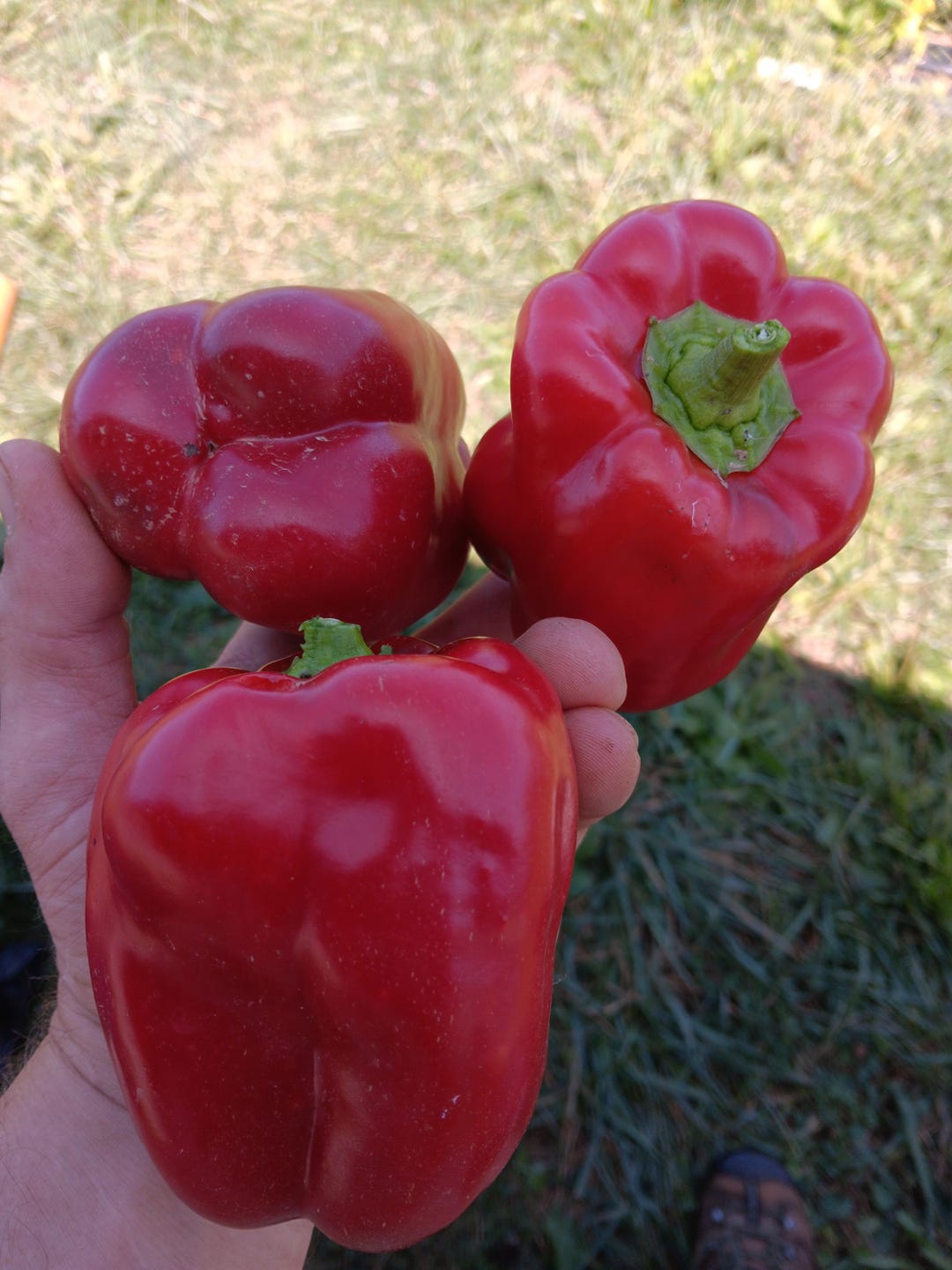 Keystone Resistant Giant Open-pollinated Sweet Bell Pepper (30 Seeds ...