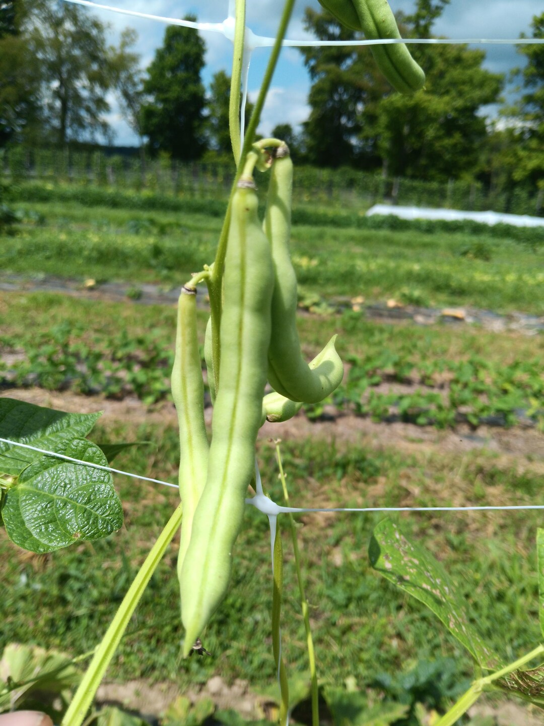 Billings Family Half-runner Heirloom Bean (30 Seeds) - Etsy