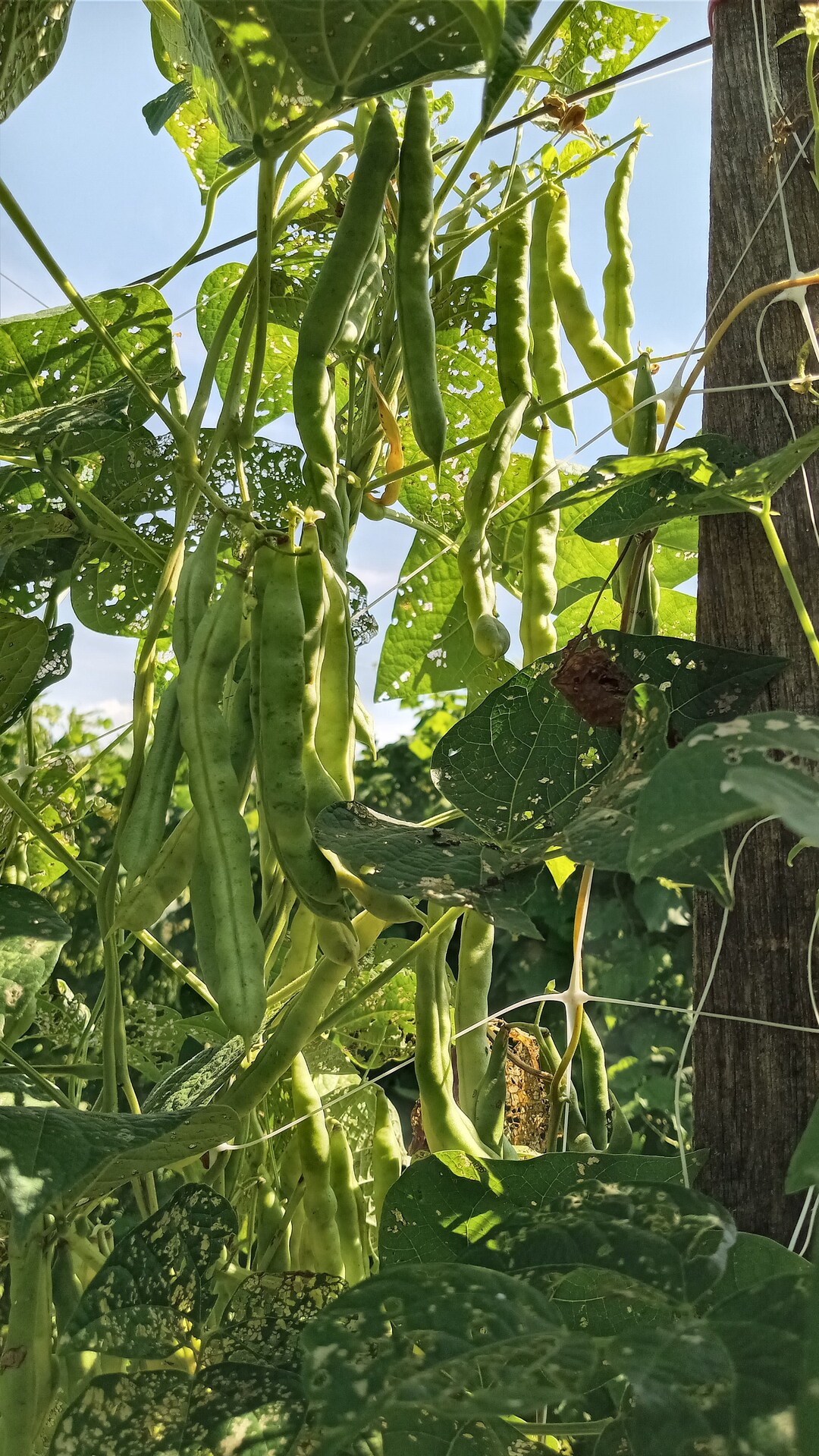 Josephine Jackson Half-runner Bean (30 Seeds) - Etsy