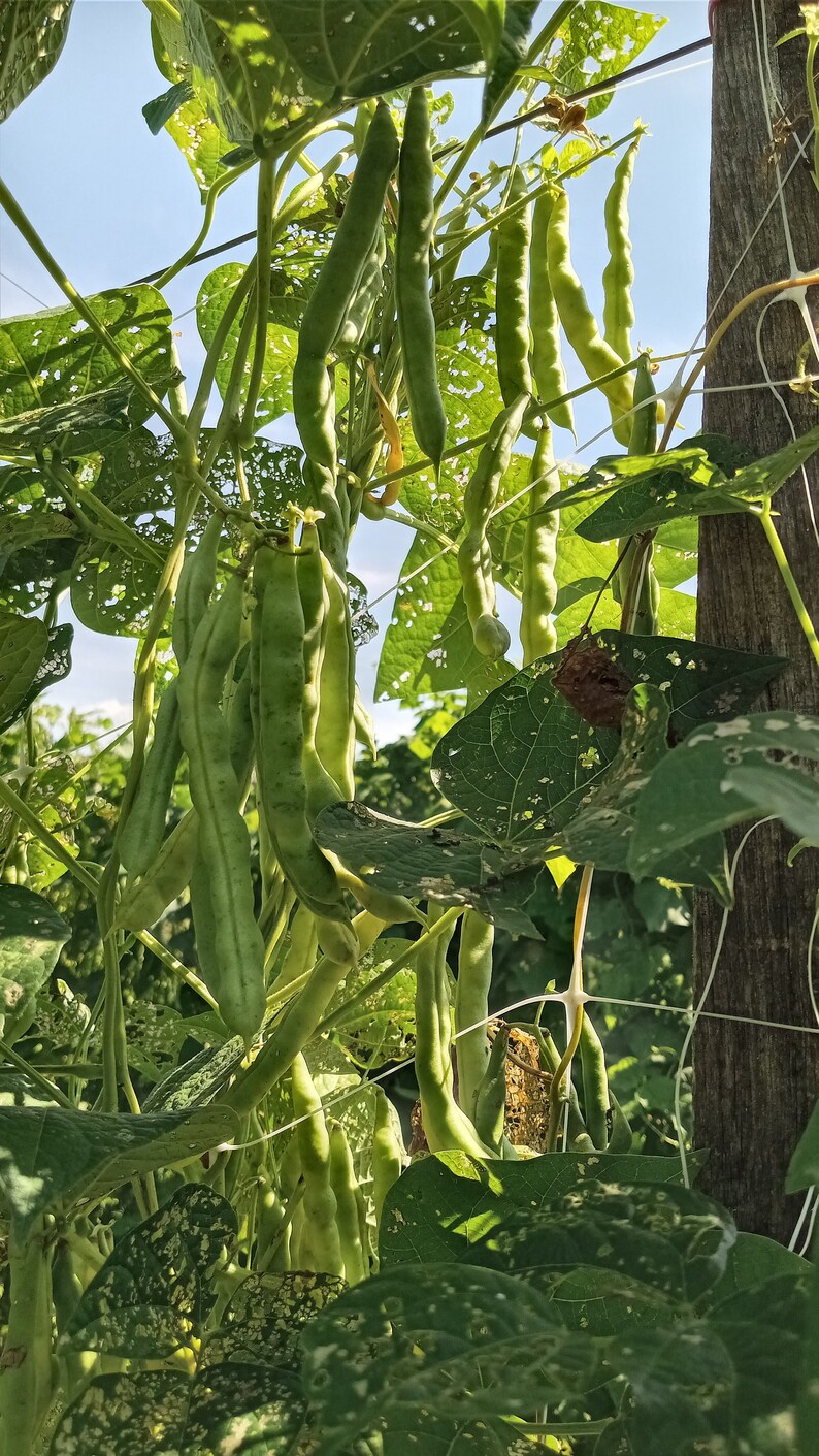 Josephine Jackson Half-runner Bean (30 Seeds) - Etsy