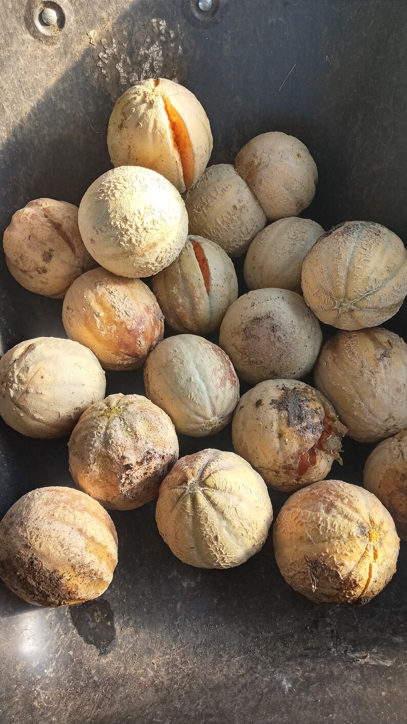 Golden Gopher Melon Seeds Open-pollinated (cucumis Melo) Muskmelon - Etsy
