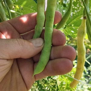 Josephine Jackson Half-runner Bean (30 Seeds) - Etsy