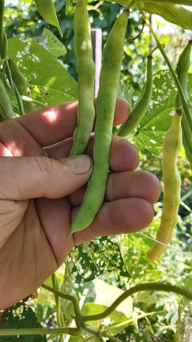 Josephine Jackson Half-runner Bean (30 Seeds) - Etsy