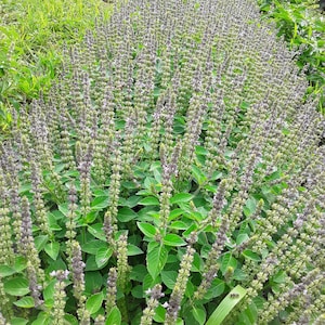Tulsi (holy Basil) - Temperate (ocimum Africanum) (~300 Seeds) - Etsy