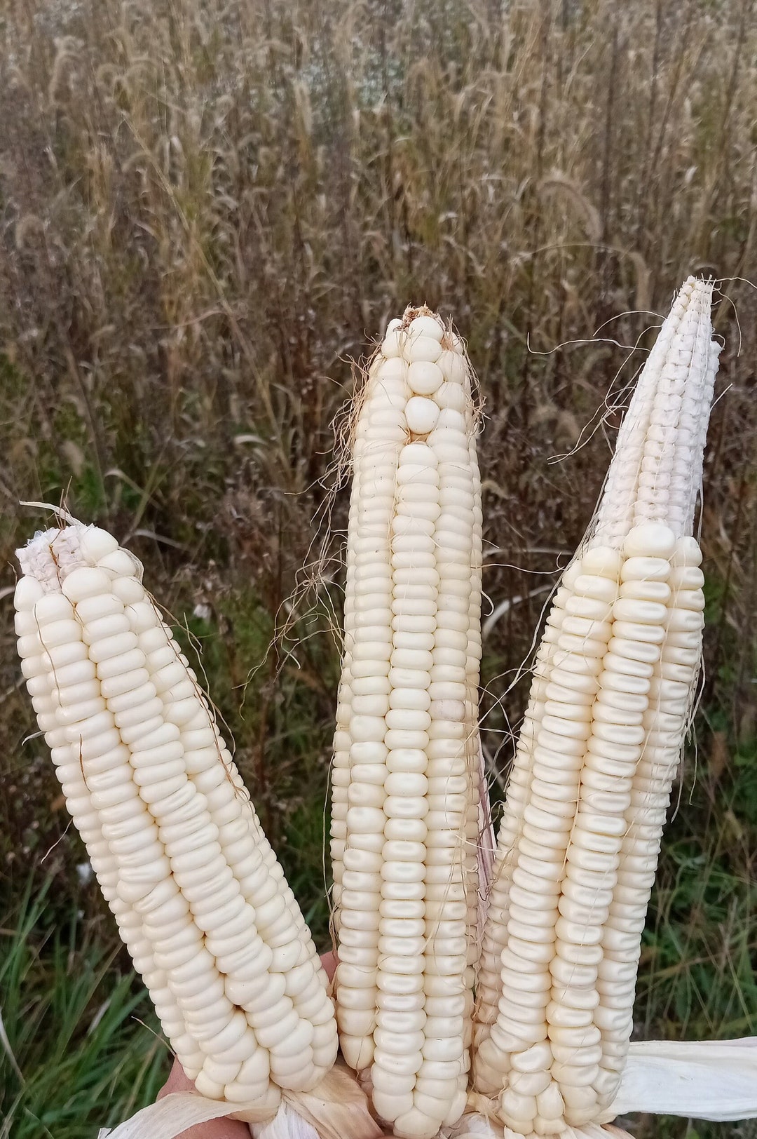 Hickory King Heirloom Dent Corn (75 Seeds) - Etsy